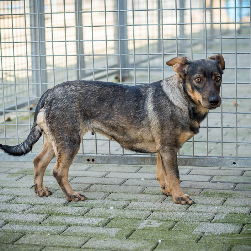 Smell – Tierheim Alsfeld